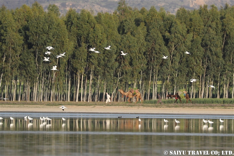 Pied Avocet –Soon Valley – Re:Discover Pakistan