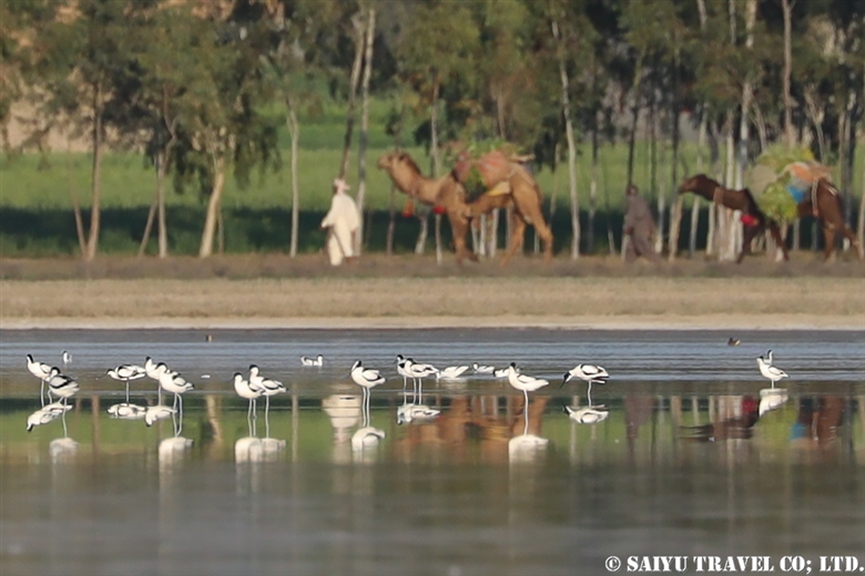 Pied Avocet –Soon Valley – Re:Discover Pakistan
