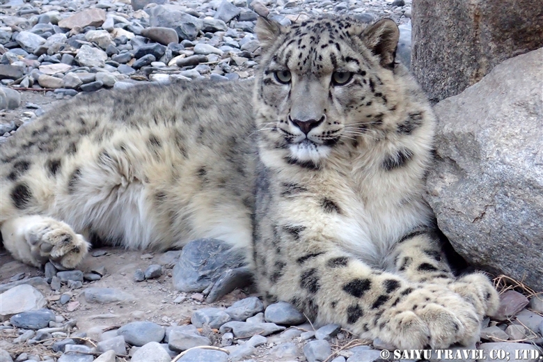Snow Leopard (captivity) – Re:Discover Pakistan