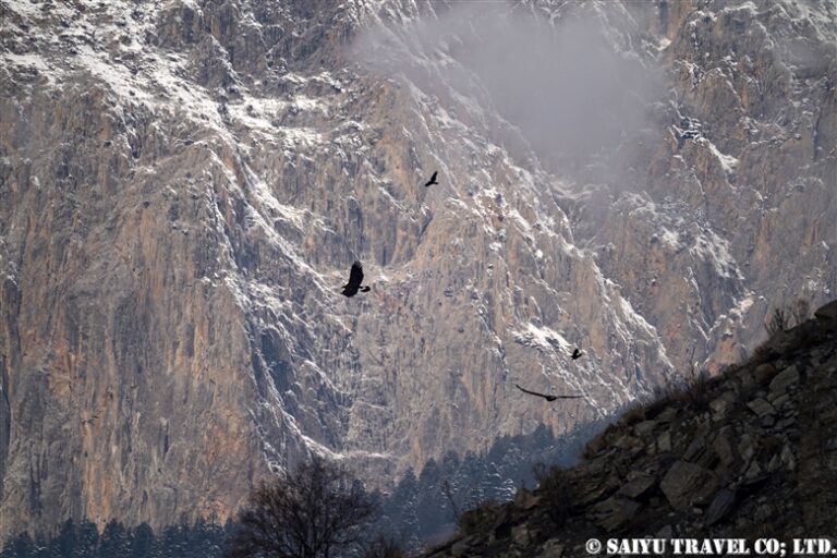 Himalayan Golden Eagle – Re:Discover Pakistan