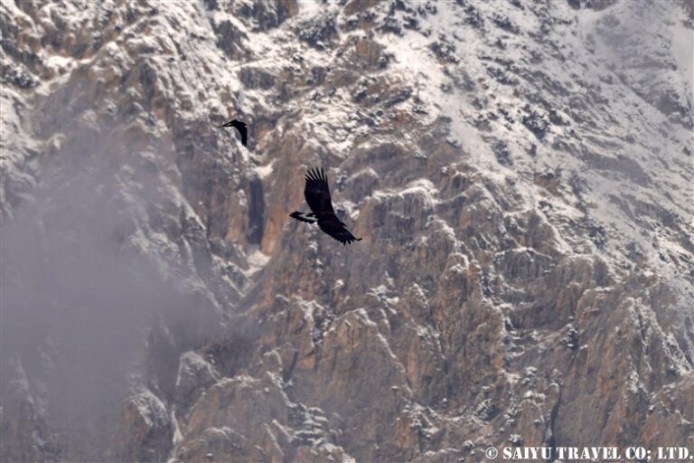 Himalayan Golden Eagle – Re:Discover Pakistan