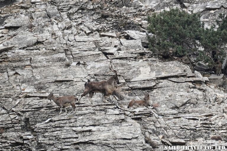 The Markhor of the Gahirat (Gehret) Goleen Conservancy – Re:Discover ...