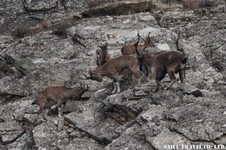 The Markhor of the Gahirat (Gehret) Goleen Conservancy – Re:Discover ...