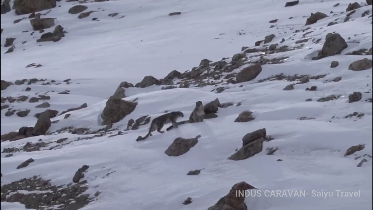 SNOW LEOPARD EXPEDITION VOL.02 (Khunjerab National Park） – Re:Discover ...