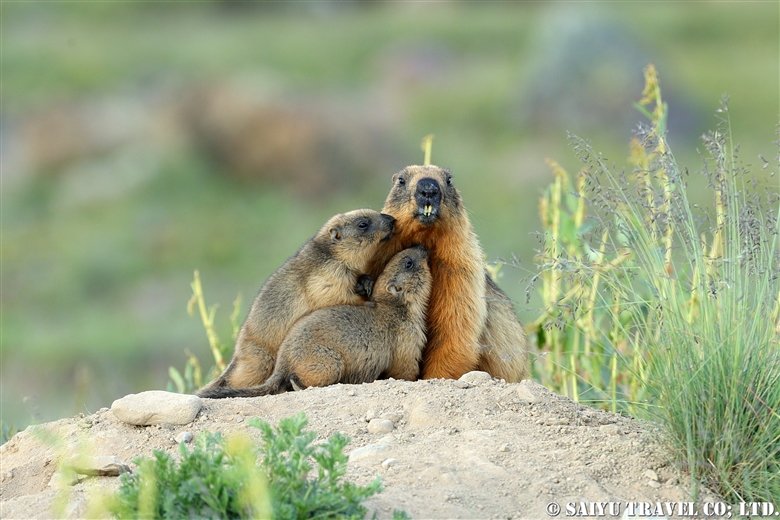 Long-Tailed Marmot in the Summer (Deosai National Park) – Re:Discover ...