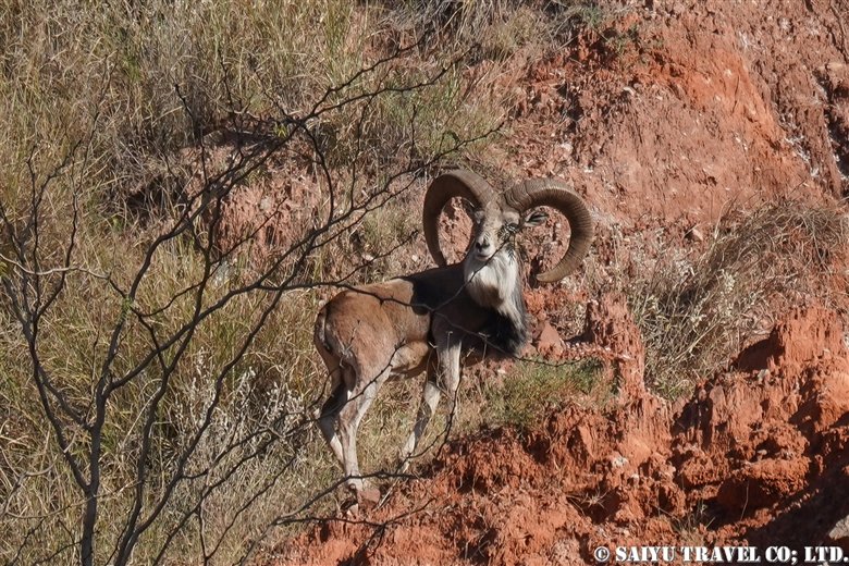 Punjab Urial (Salt Range) – Re:Discover Pakistan