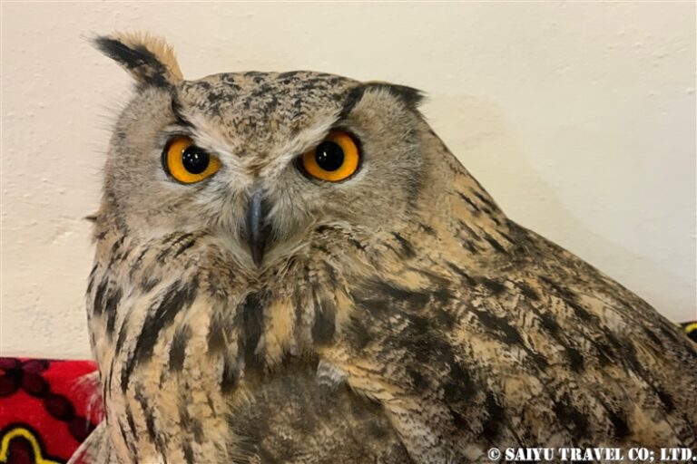 Eurasian eagle-owl at Morkhun village – Re:Discover Pakistan