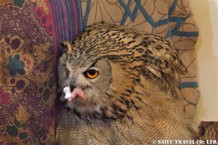 Eurasian eagle-owl at Morkhun village – Re:Discover Pakistan