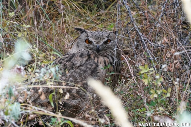 Eurasian eagle-owl at Morkhun village – Re:Discover Pakistan